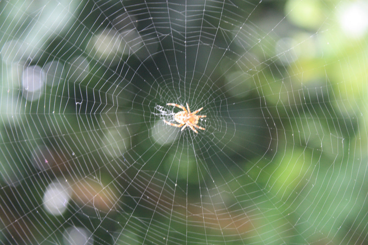 Spider Web Silk for Robotics and Aviation. – Goliath Automation & Robotics
